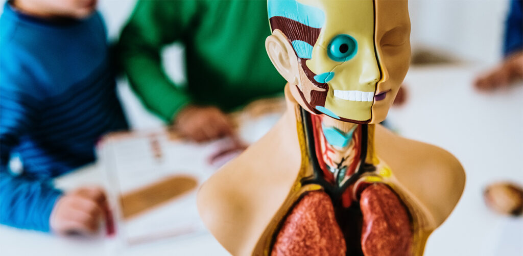 Your Body, the Ecosystem - ThyroSisters™